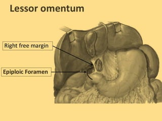 Omental Foramen Cadaver