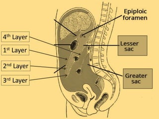 The peritoneum and peritoneal cavity.pptx