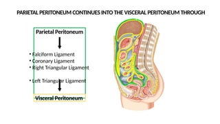 The Peritoneum radioanatomy overview.pptx