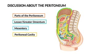 The Peritoneum radioanatomy overview.pptx
