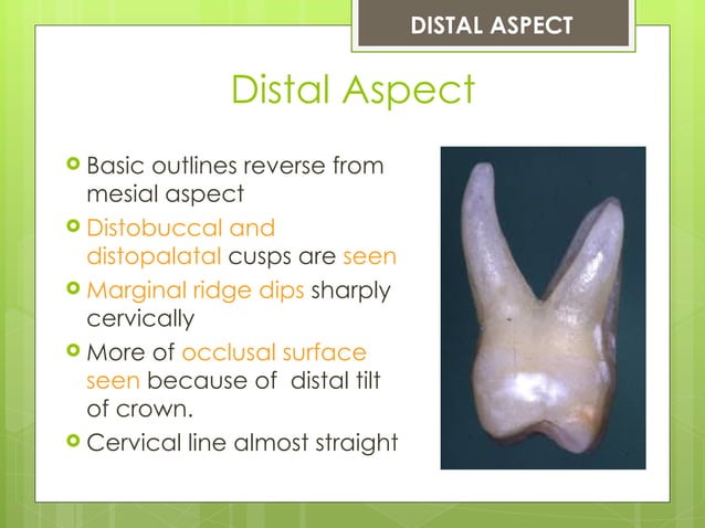 The Permanent Maxillary First Molar | PPT