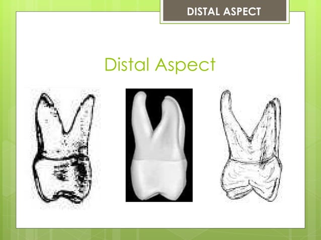 The Permanent Maxillary First Molar | PPT