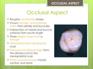 The Permanent Maxillary First Molar | PPT