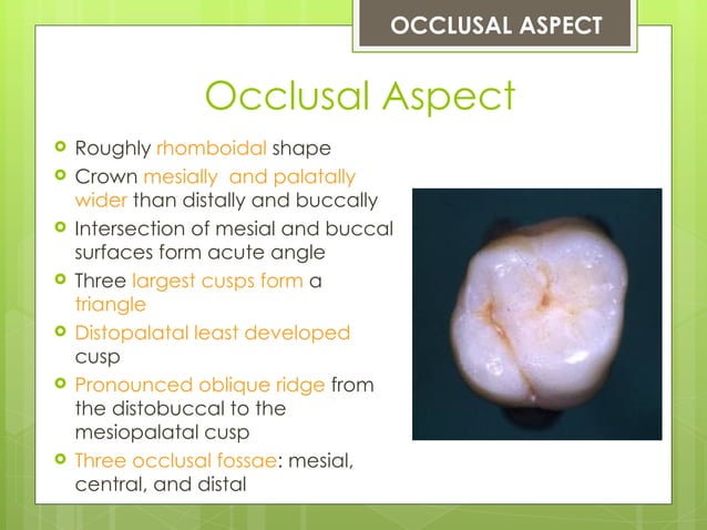 The Permanent Maxillary First Molar | PPT