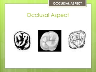 The Permanent Maxillary First Molar | PPT