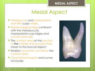 The Permanent Maxillary First Molar | PPT
