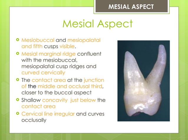 The Permanent Maxillary First Molar | PPT