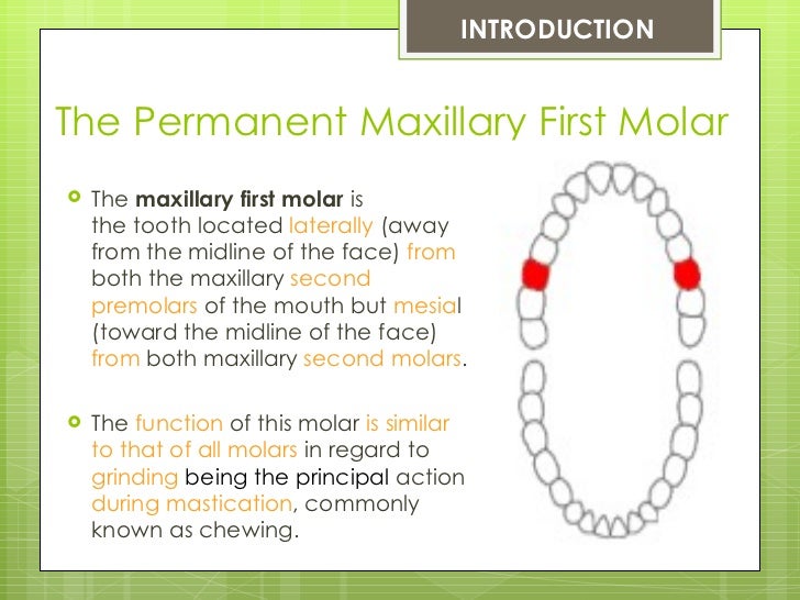 The Permanent Maxillary First Molar