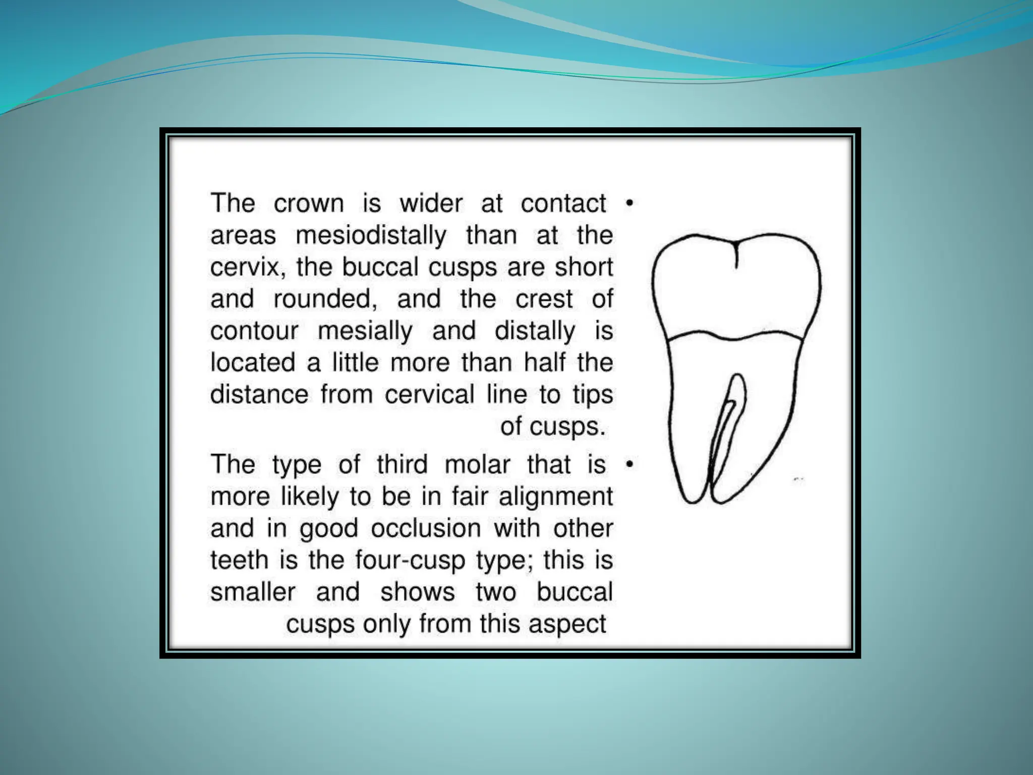 The Permanent third molar wisdom tooth.pptx