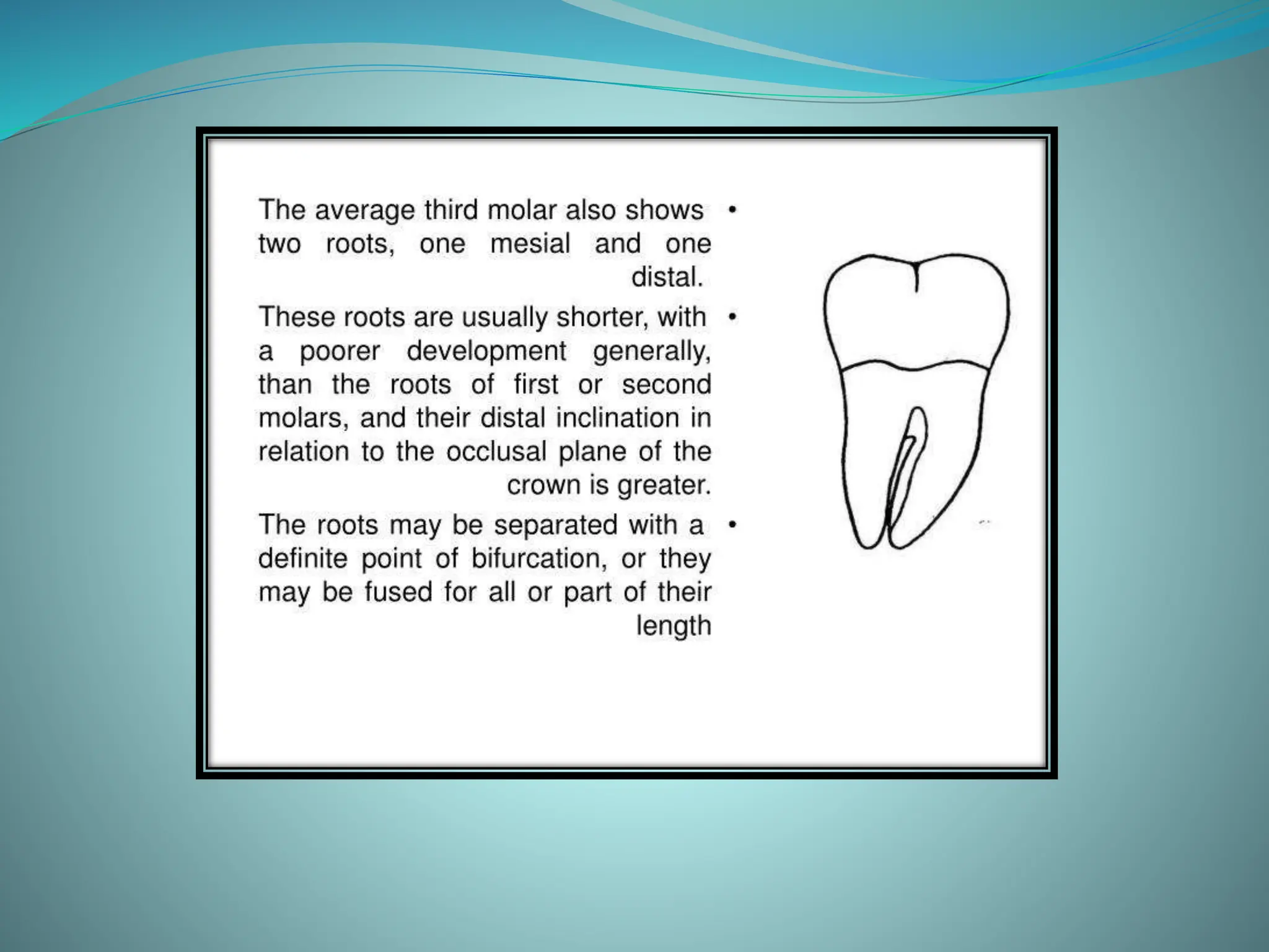 The Permanent third molar wisdom tooth.pptx