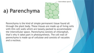 THE PERMANENT TISSUES dfjnytjdytjyt.pptx