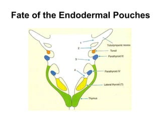 the_pharyngeal_arches.pdf
