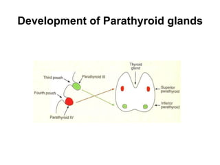 the_pharyngeal_arches.pdf
