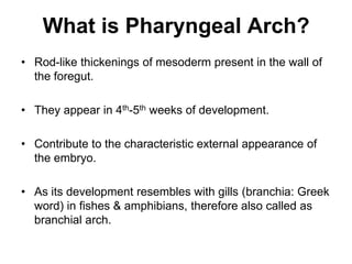 the_pharyngeal_arches.pdf