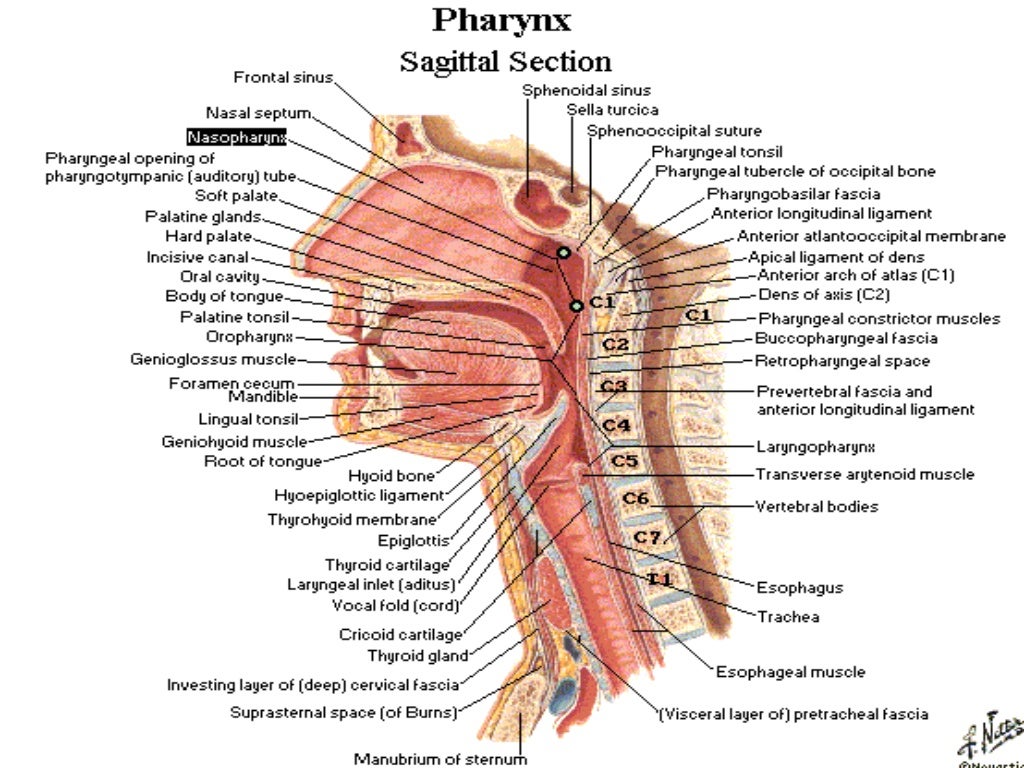 Pharynx Anatomie Anatomische | Anatomische Grundlagen der Sprach ...