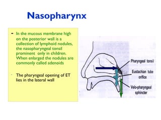 gross anatomy of the neck: The Pharynx.pptx