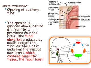 gross anatomy of the neck: The Pharynx.pptx