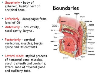gross anatomy of the neck: The Pharynx.pptx