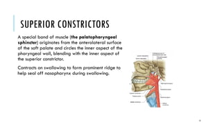 Anatomy of The pharynx and esophagus.pptx