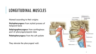 Anatomy of The pharynx and esophagus.pptx