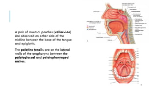 Anatomy of The pharynx and esophagus.pptx