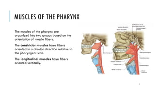 Anatomy of The pharynx and esophagus.pptx