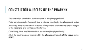 Anatomy of The pharynx and esophagus.pptx