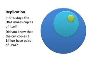 The Phases Of Mitosis | PPTX