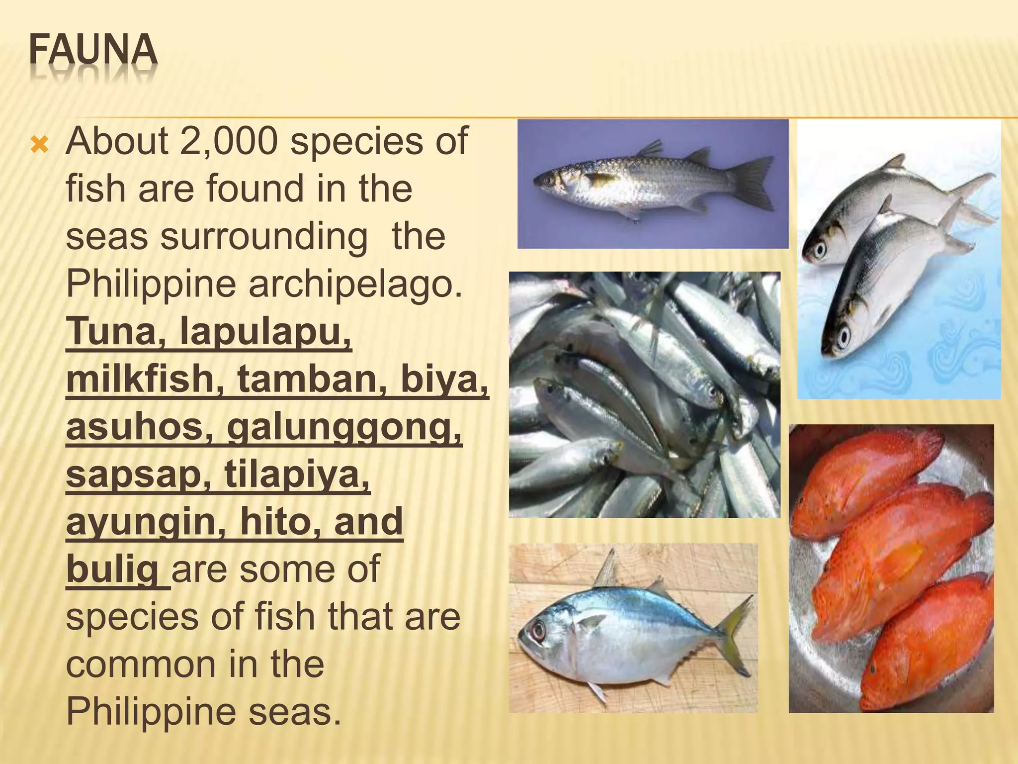 The philippine flora and fauna | PPTX