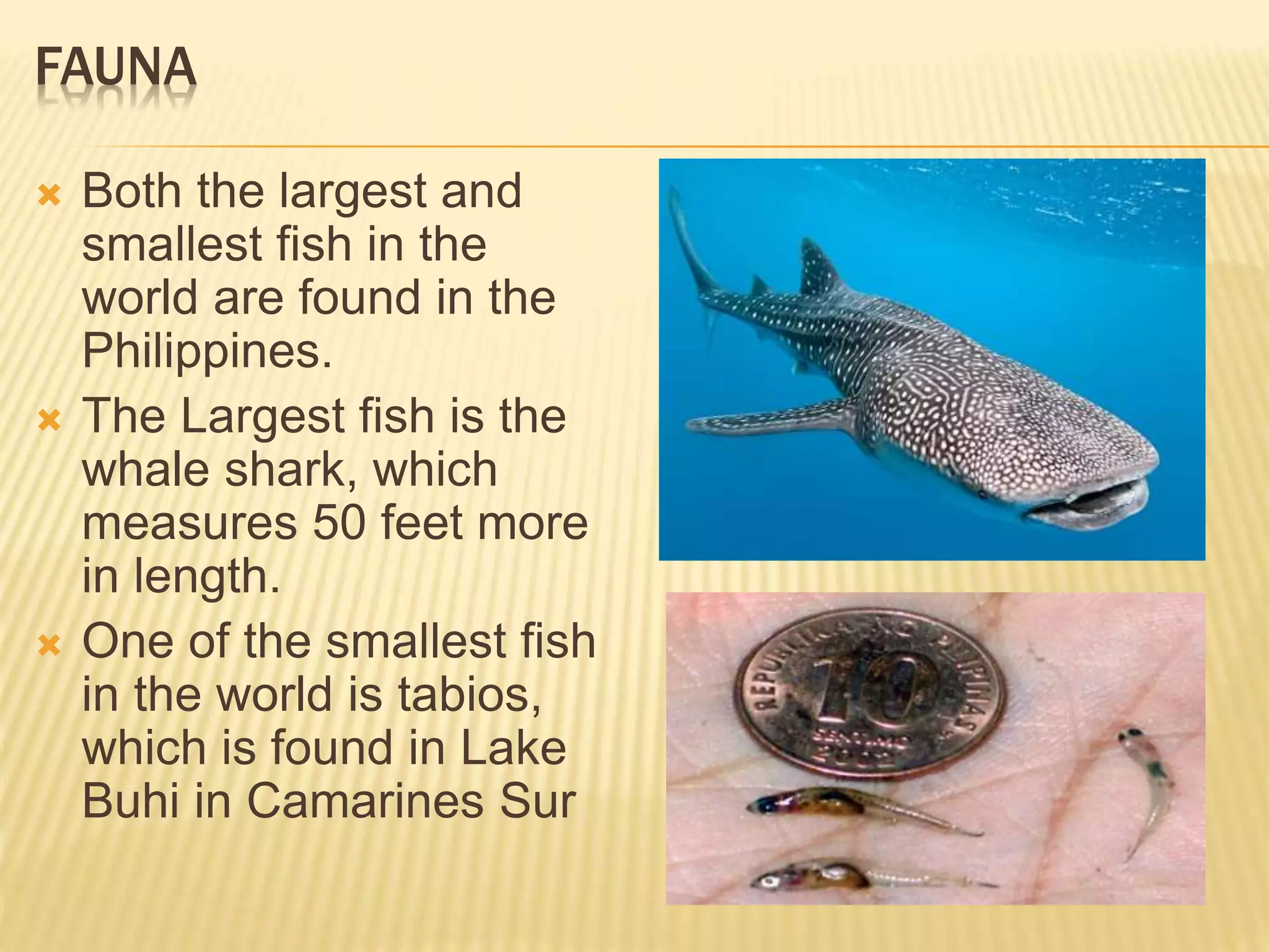 The philippine flora and fauna | PPTX