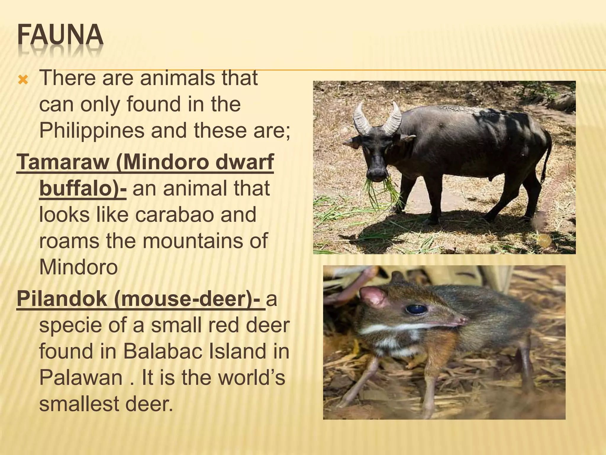 The philippine flora and fauna | PPTX