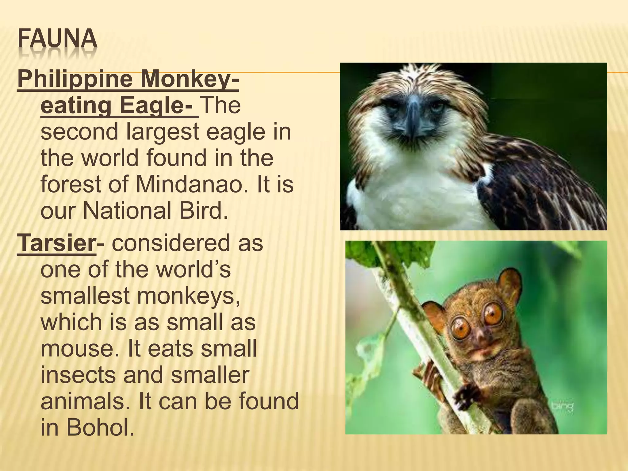 The philippine flora and fauna | PPTX