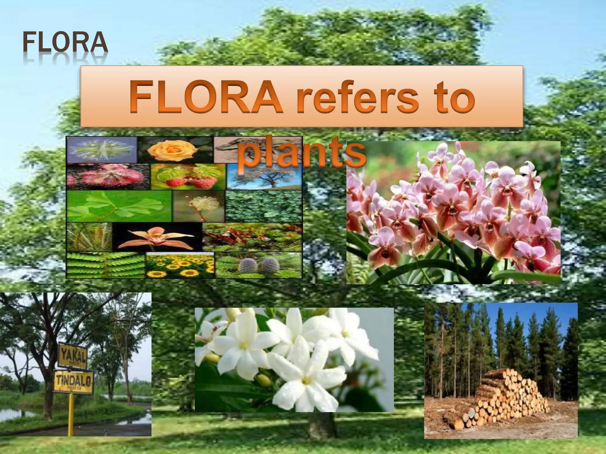 The philippine flora and fauna | PPTX