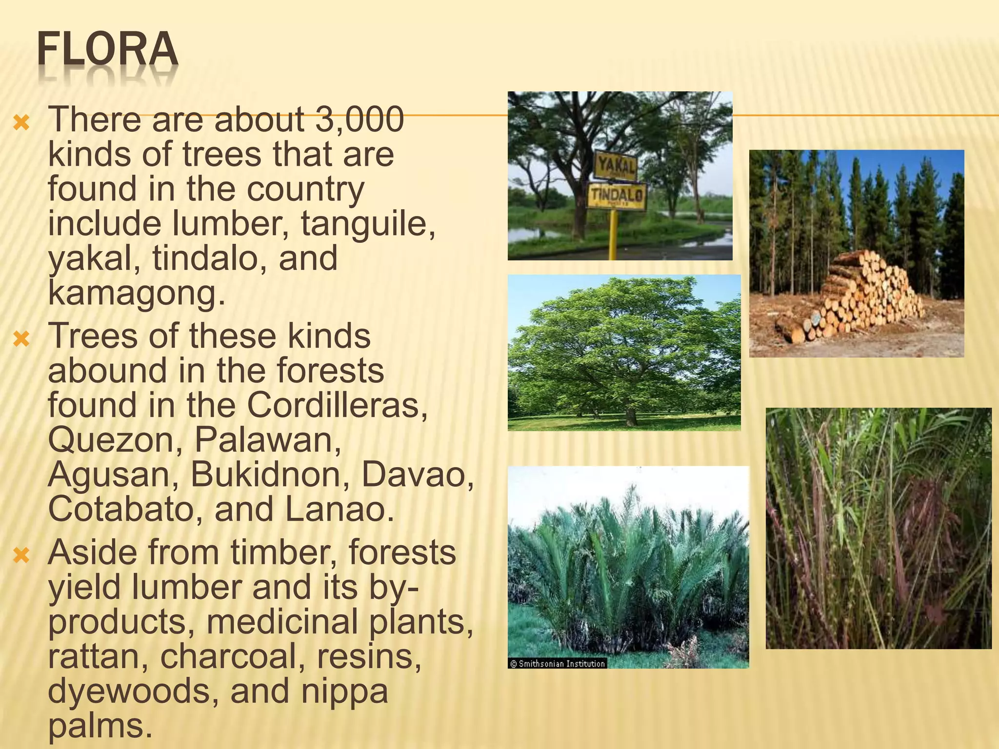 The philippine flora and fauna | PPTX