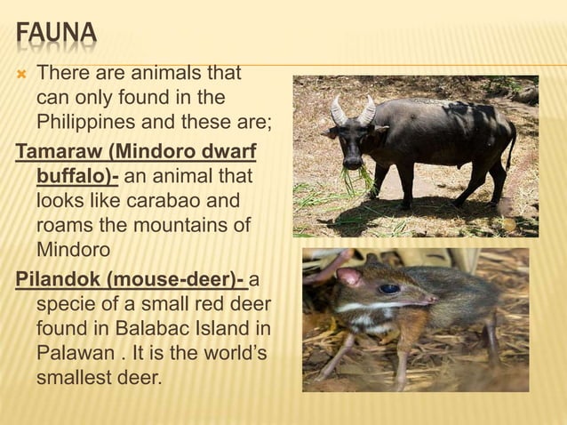 The philippine flora and fauna | PPTX | Fish and Aquariums | Pets