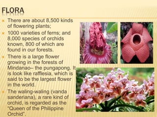 The philippine flora and fauna | PPTX