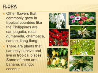 The philippine flora and fauna | PPTX