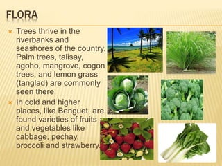 The philippine flora and fauna | PPTX