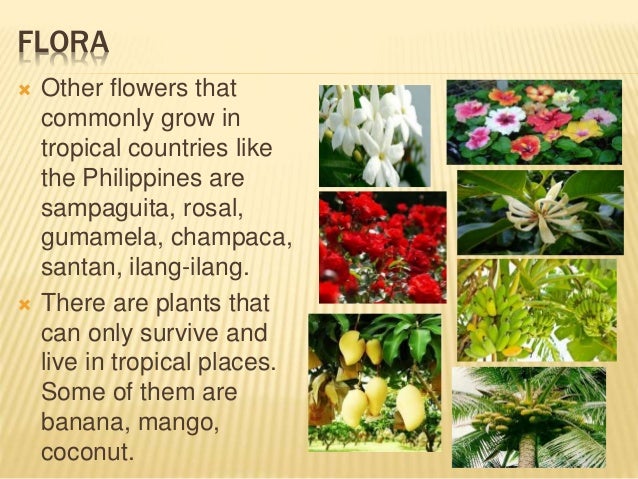 The philippine flora and fauna