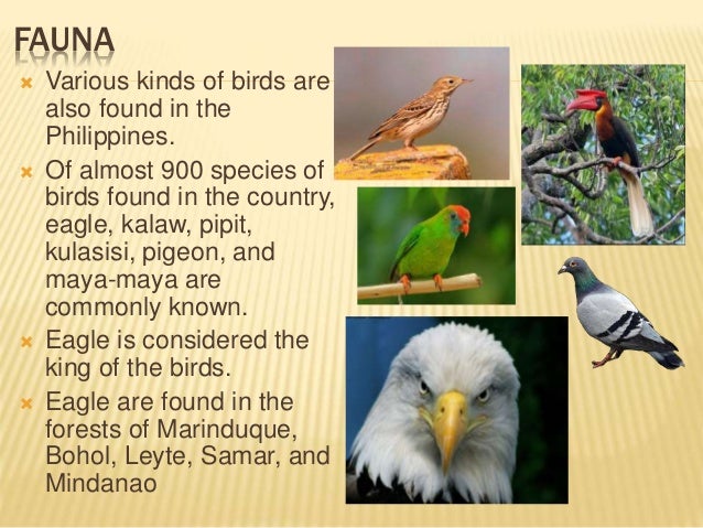 The philippine flora and fauna