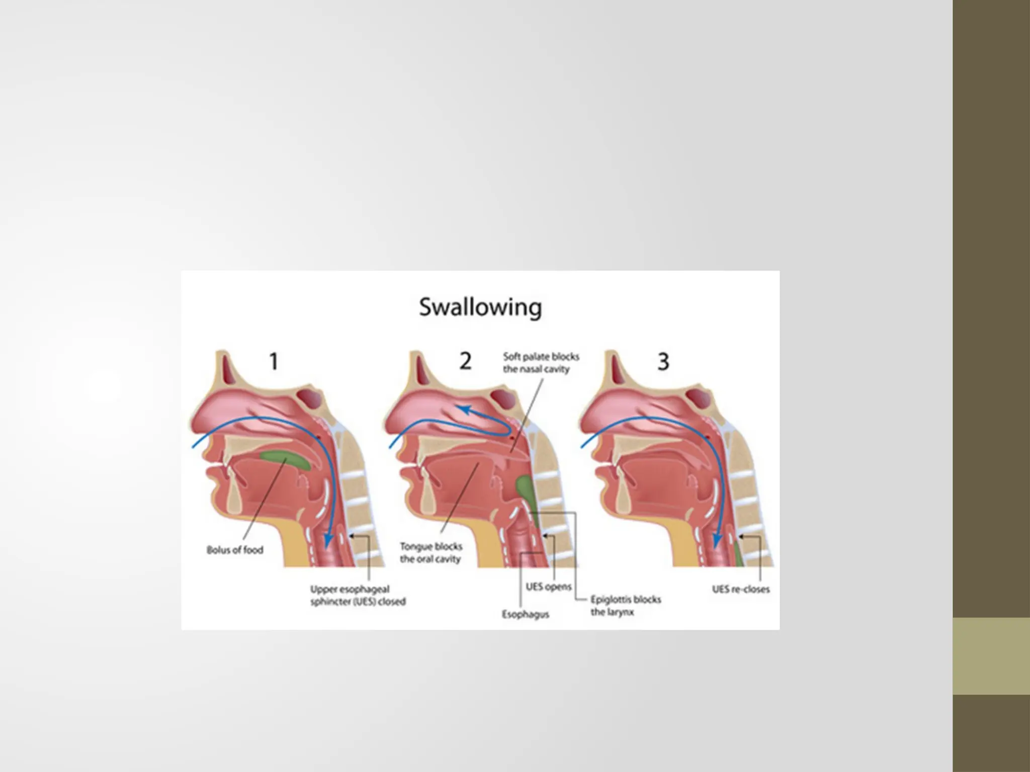 Oral Physiology - THE PHISIOLOGY OF SWALLOWING | PPTX