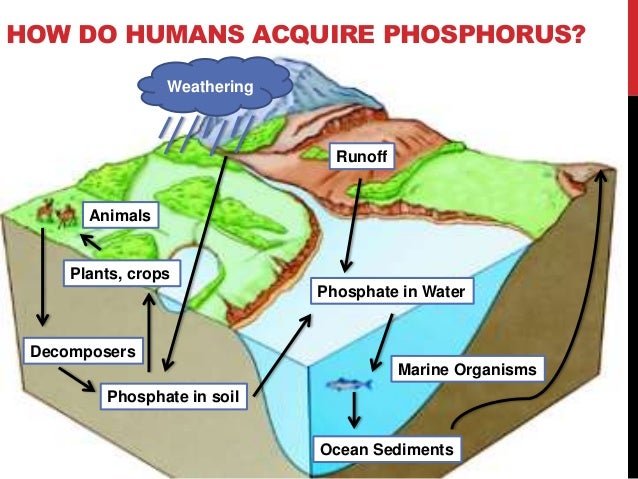 The Phosphorus Cycle