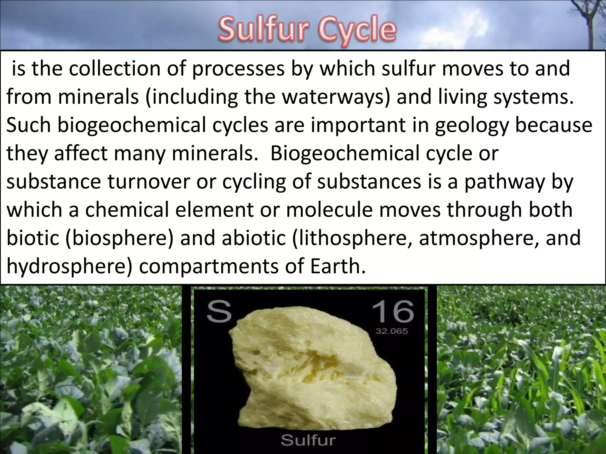 The phosphorus and sulfur cycle | PPTX