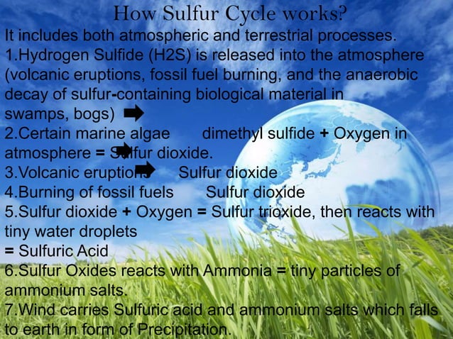 The phosphorus and sulfur cycle | PPTX | Geology | Science