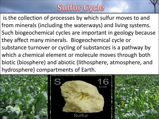 The phosphorus and sulfur cycle | PPTX | Geology | Science