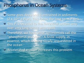 The phosphorus cycle | PPTX