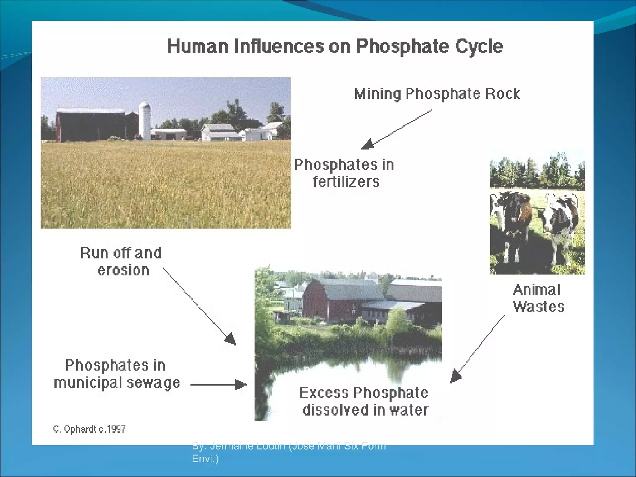 The phosphorus cycle | PPT