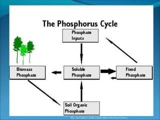 Phosphorus Cycle Diagram And Explanation