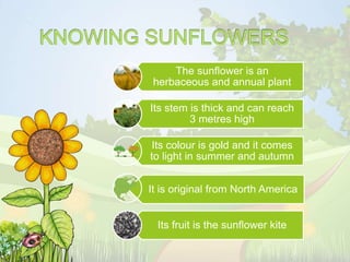 The photosynthesis | PPTX