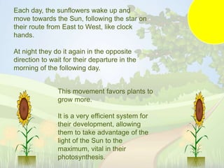 The photosynthesis | PPTX
